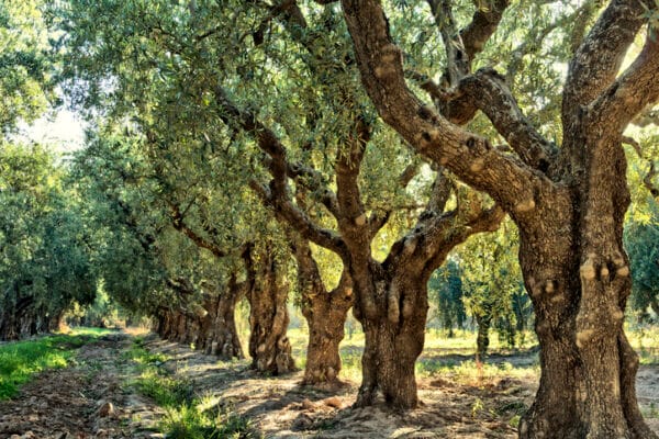 ΤΑ ΛΑΔΕΡΑ ΤΗΣ ΜΕΣΟΓΕΙΟΥ ΑΠΟ ΤΟΝ ΒΑΓΓΕΛΗ ΔΡΙΣΚΑ - «ΚΑΘΕ ΜΕΡΑ CHEF»